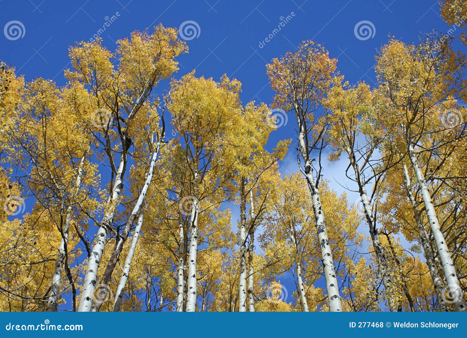 Aspen Grove stock photo. Image of bark, yellow, bells, tree - 277468