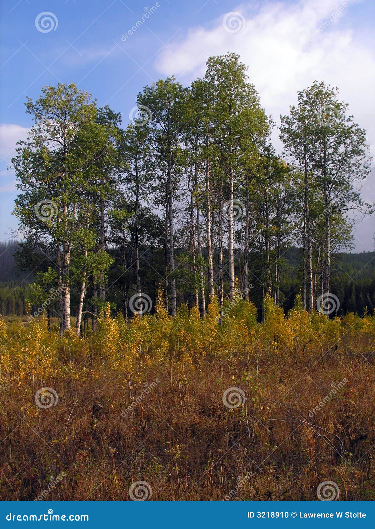 Aspen Grove stock photo. Image of colorful, evening, forest - 3218910