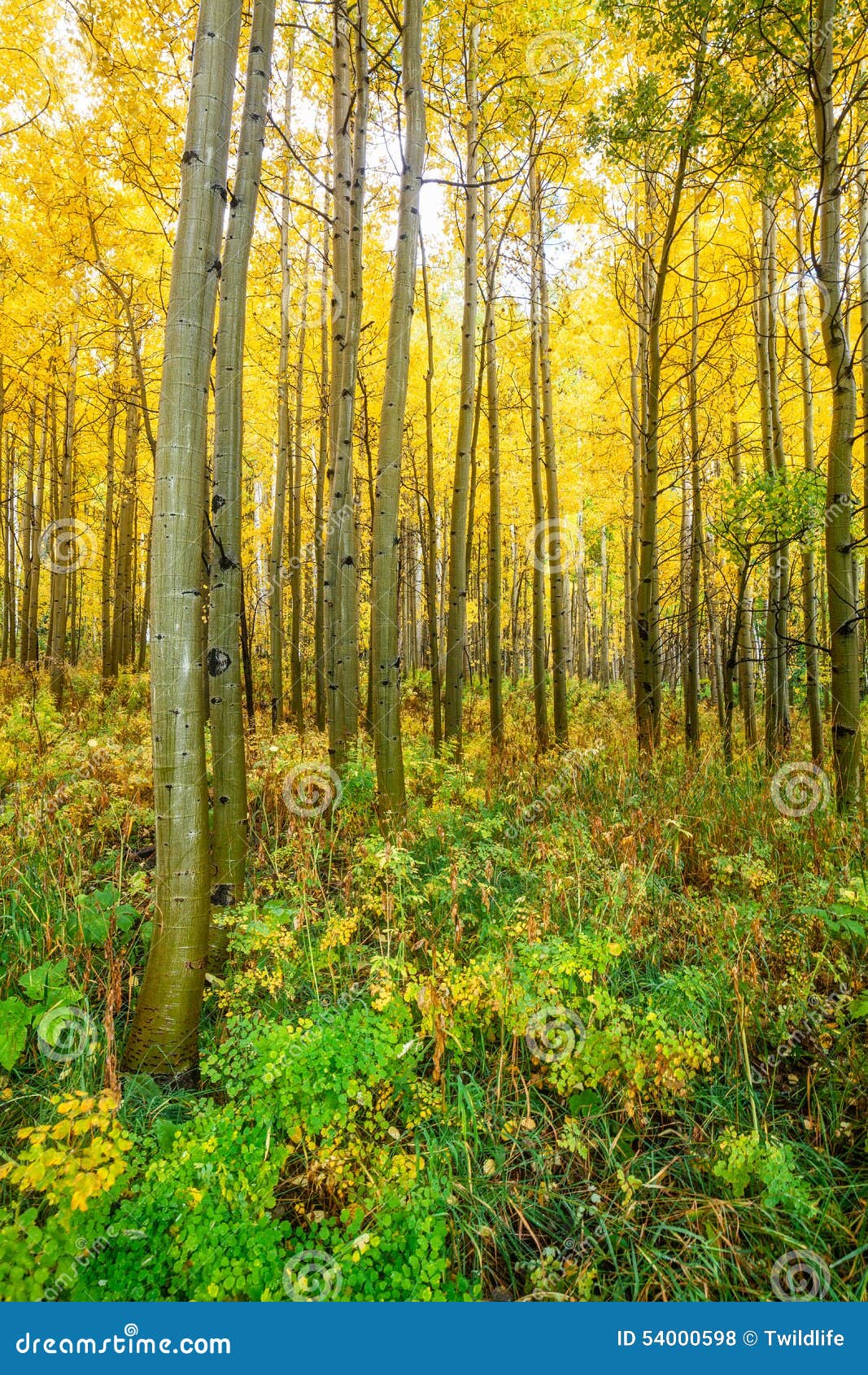 Aspen Grove in Autumn stock photo. Image of nature, forest - 54000598