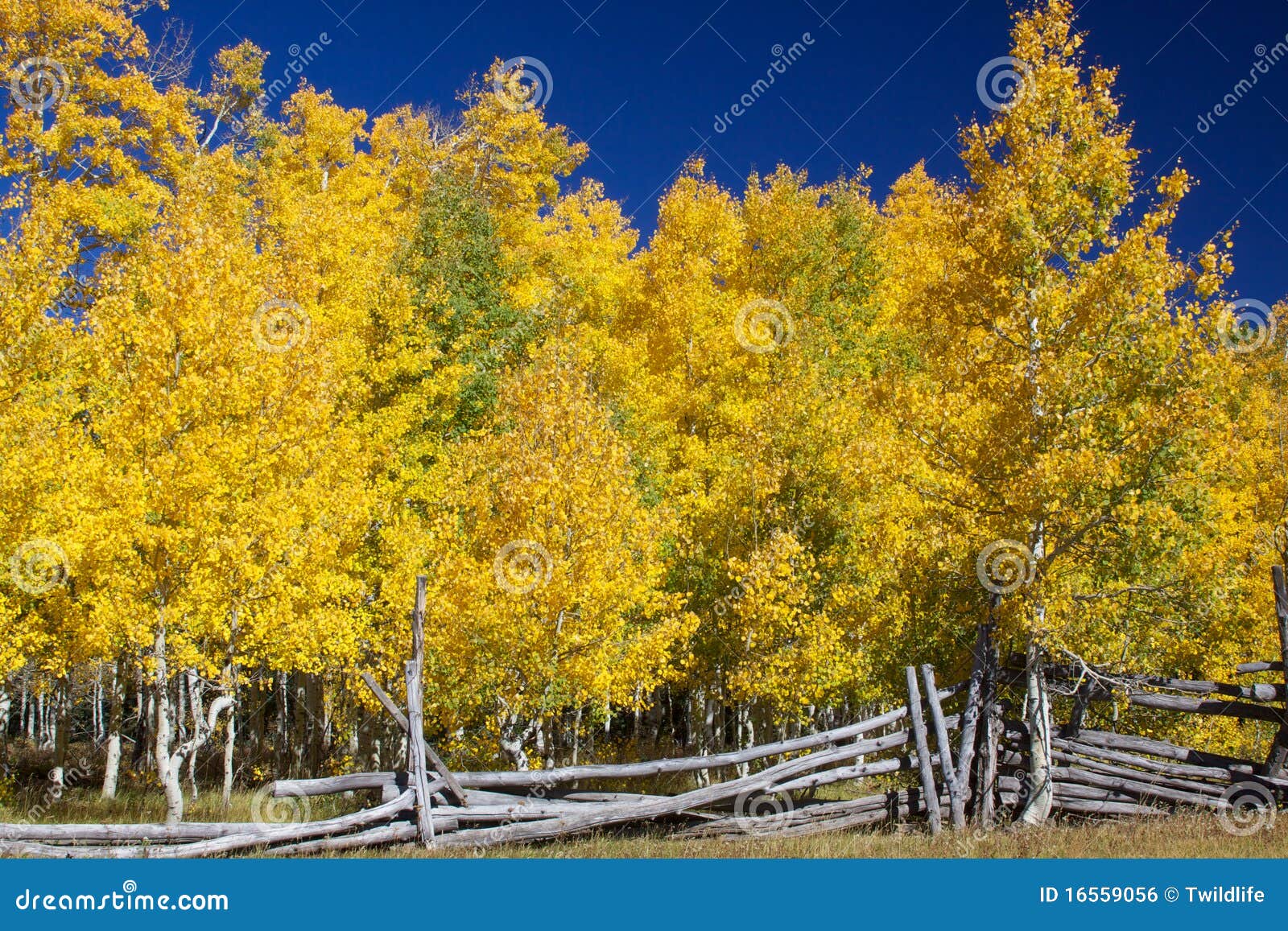 Aspen Grove in Fall stock photo. Image of autumn, landscape - 16559056