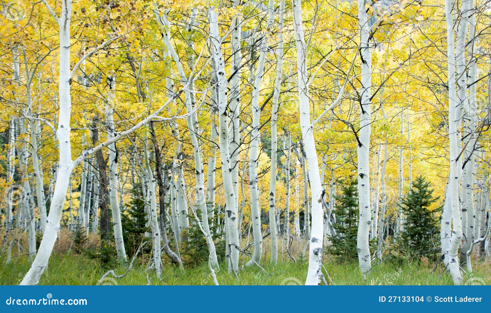 Aspen Grove in Fall, Populus Tremuloide Stock Photo - Image of autumn ...