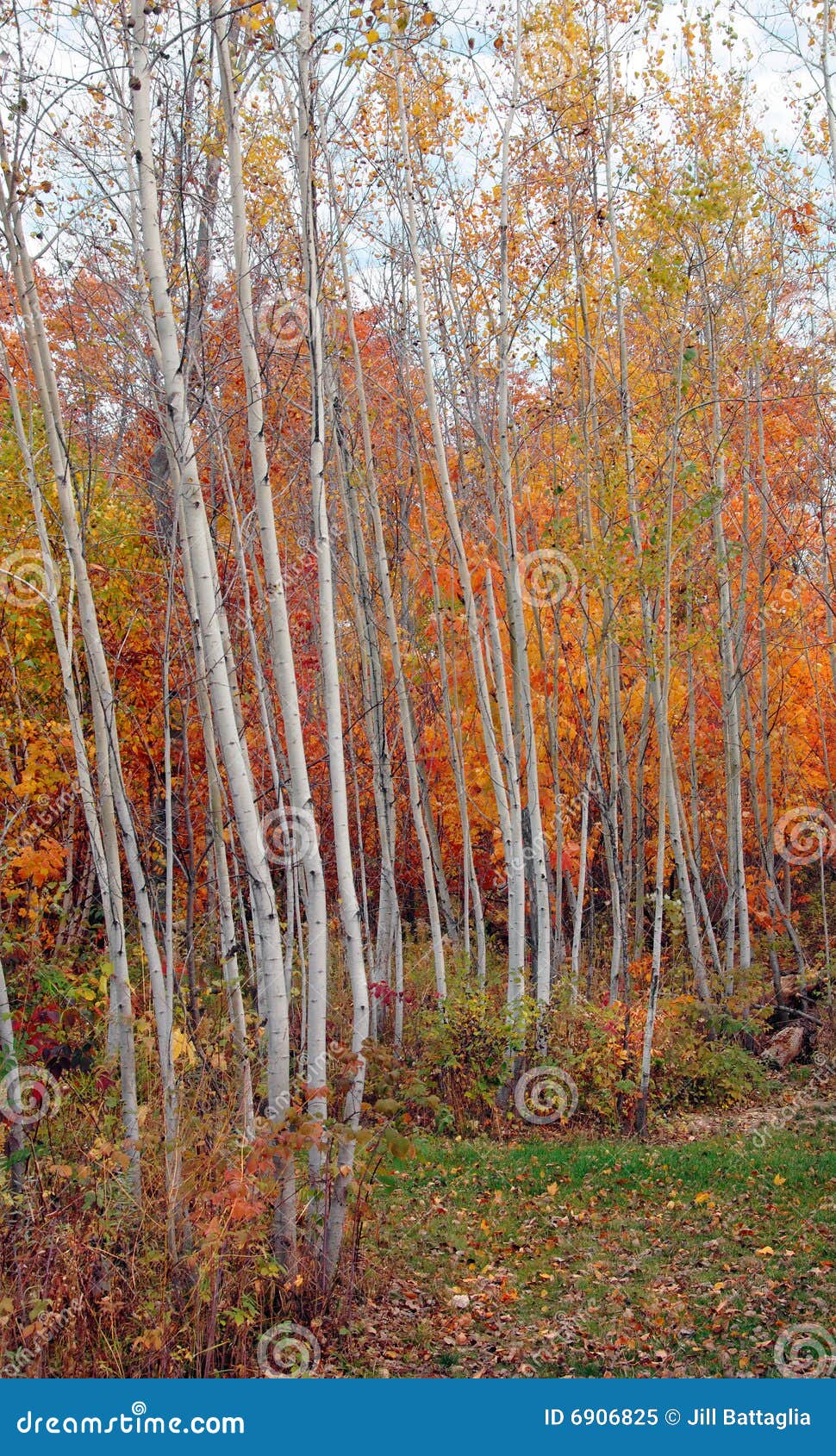 Aspen Grove and Maples in Autumn Stock Image - Image of rural, fall ...