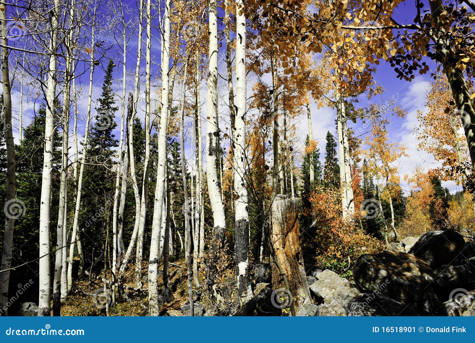 Aspen Grove in the Rocky Mountains Stock Image - Image of bark, yellow ...