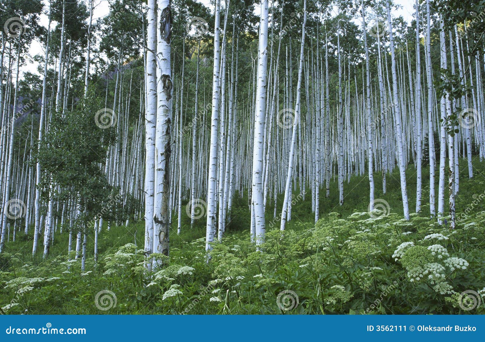 Aspen Grove in Rocky Mountains Stock Image - Image of colorado, uniform ...