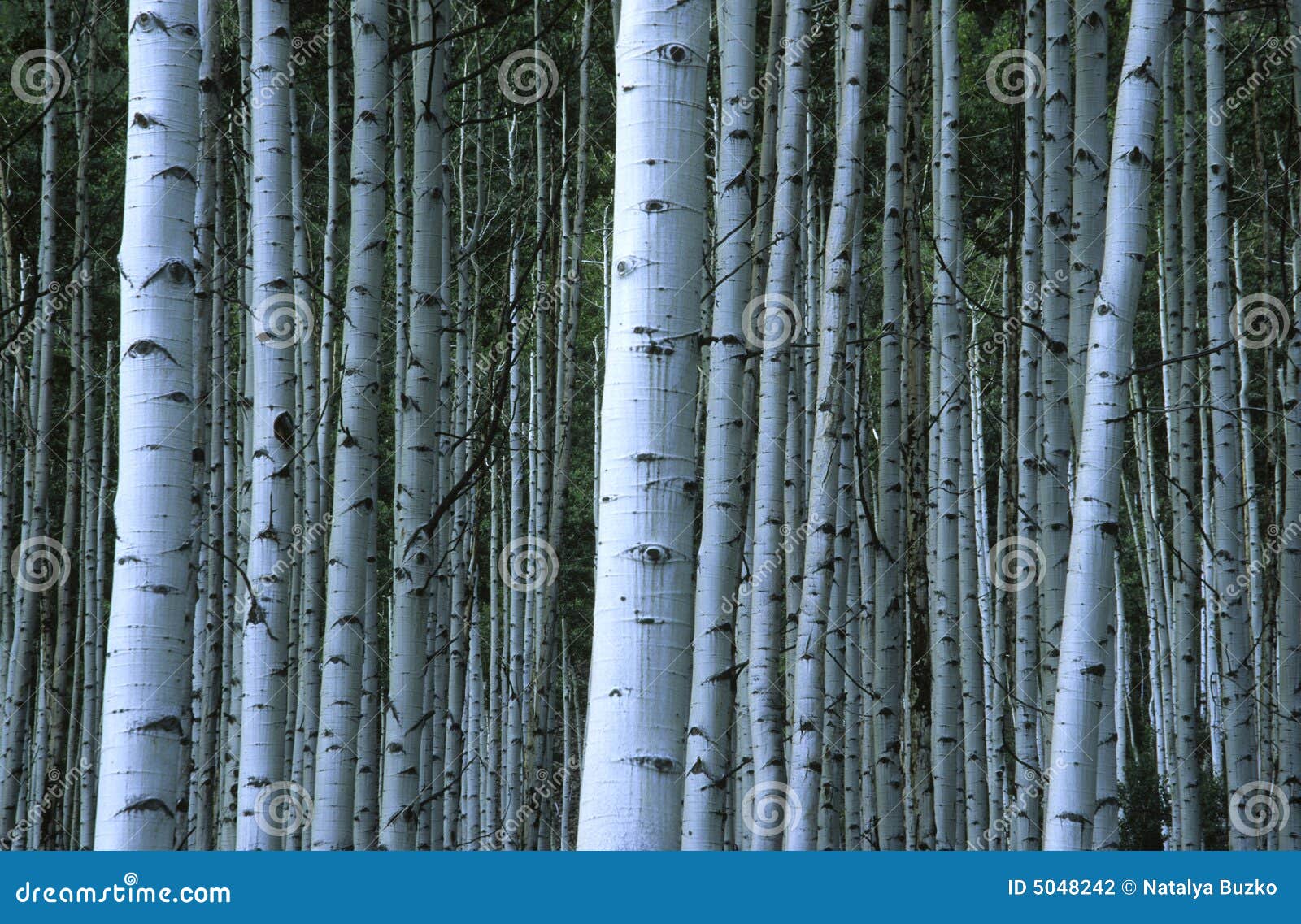 Aspen Grove in Rocky Mountains Stock Photo - Image of travel, resources ...