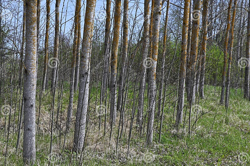 Aspen grove in spring stock photo. Image of grove, people - 319468796