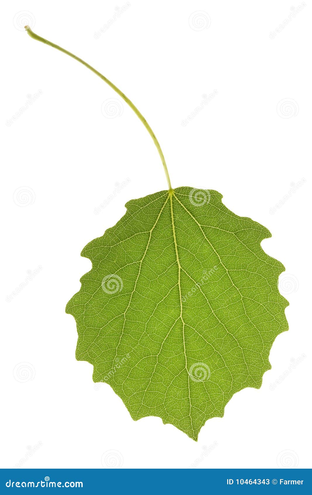 Aspen leaf stock image. Image of textured, nature, leaf - 10464343