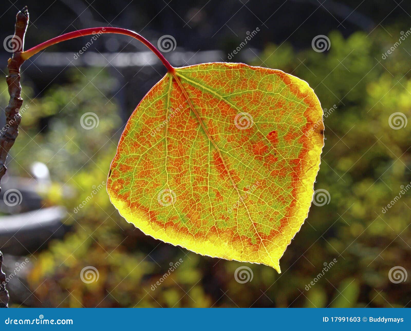 Aspen leaf stock image. Image of forest, pretty, macro - 17991603