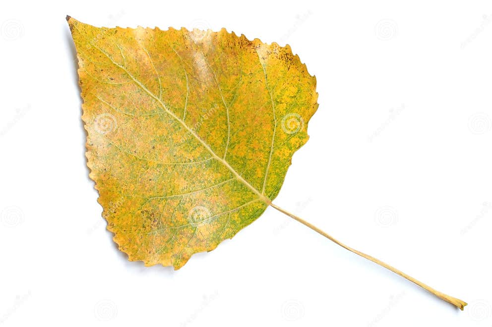 Aspen Leaf stock image. Image of leaves, park, brown, leaf - 216173