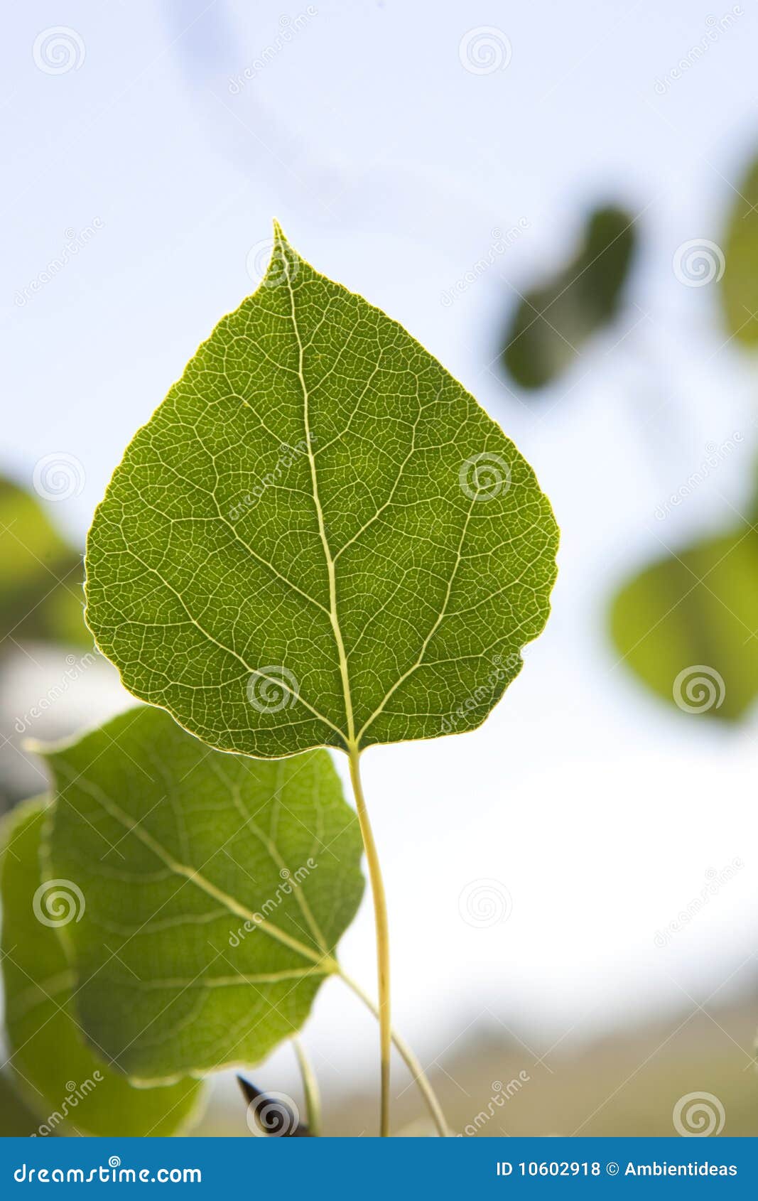 Aspen Leaf Litter Royalty-Free Stock Image | CartoonDealer.com #599248