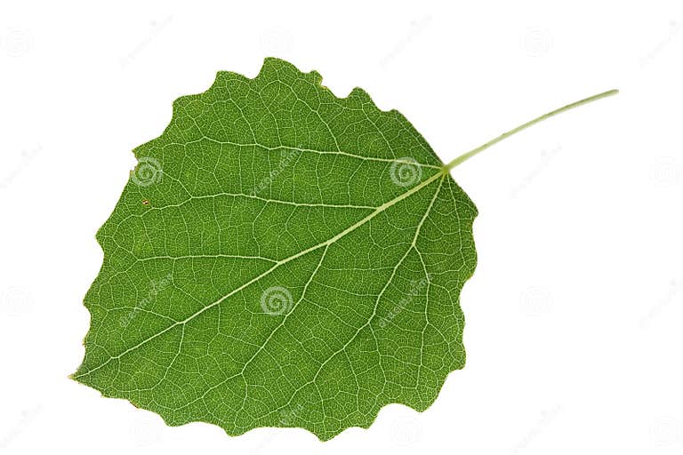 Aspen Leaf Closeup Isolated Stock Photo - Image of summer, textured ...