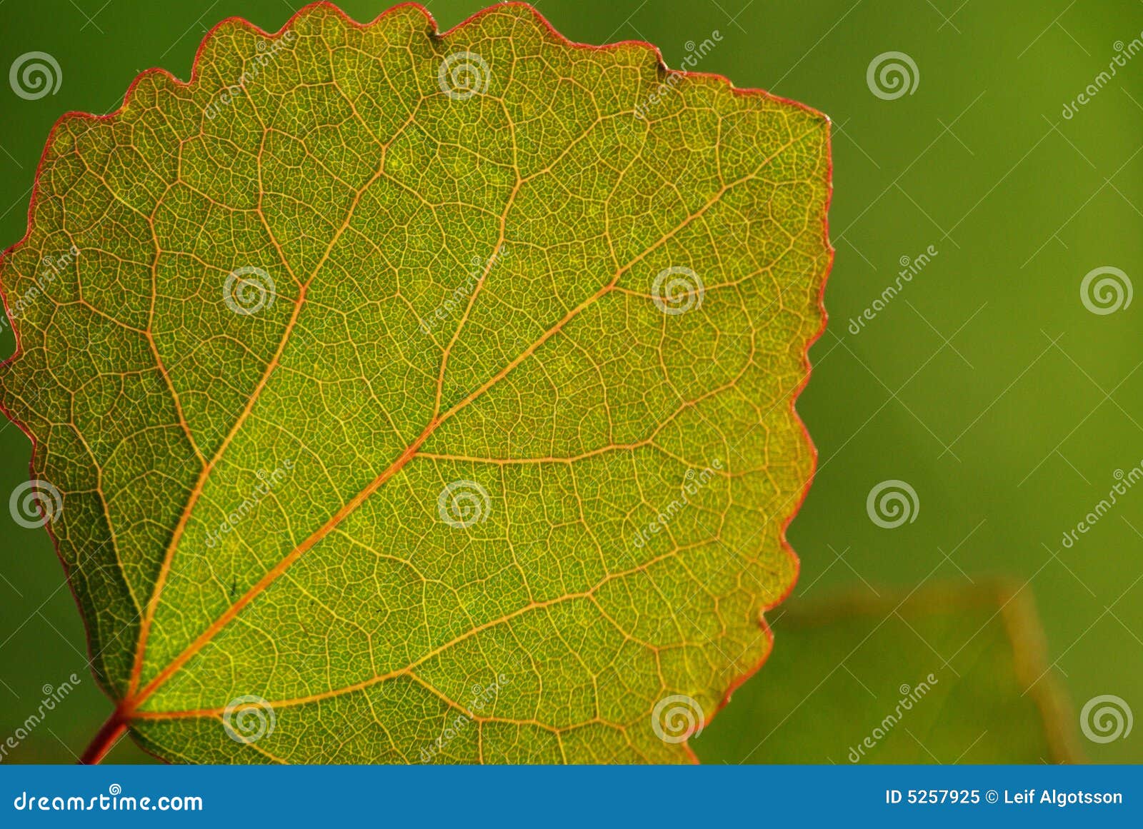Aspen Leaf-green Background Royalty-Free Stock Photography ...