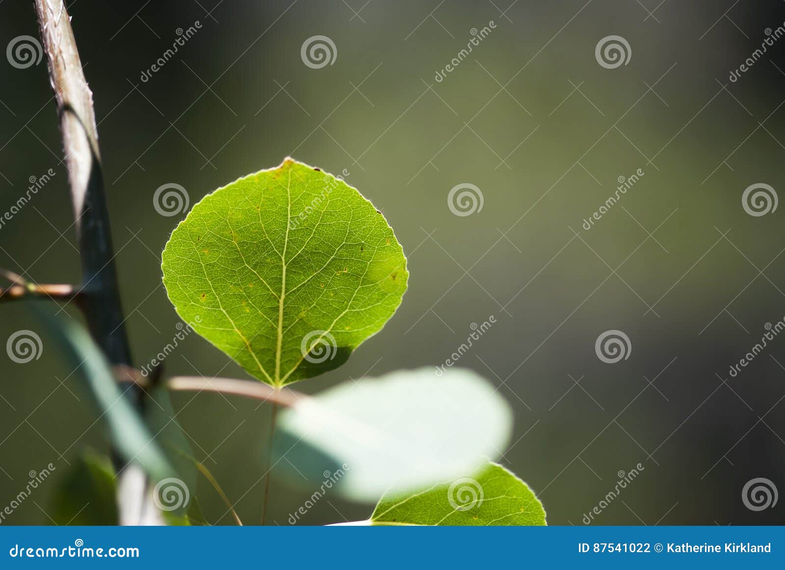 Aspen Leaf stock photo. Image of alpine, colorado, growing - 87541022