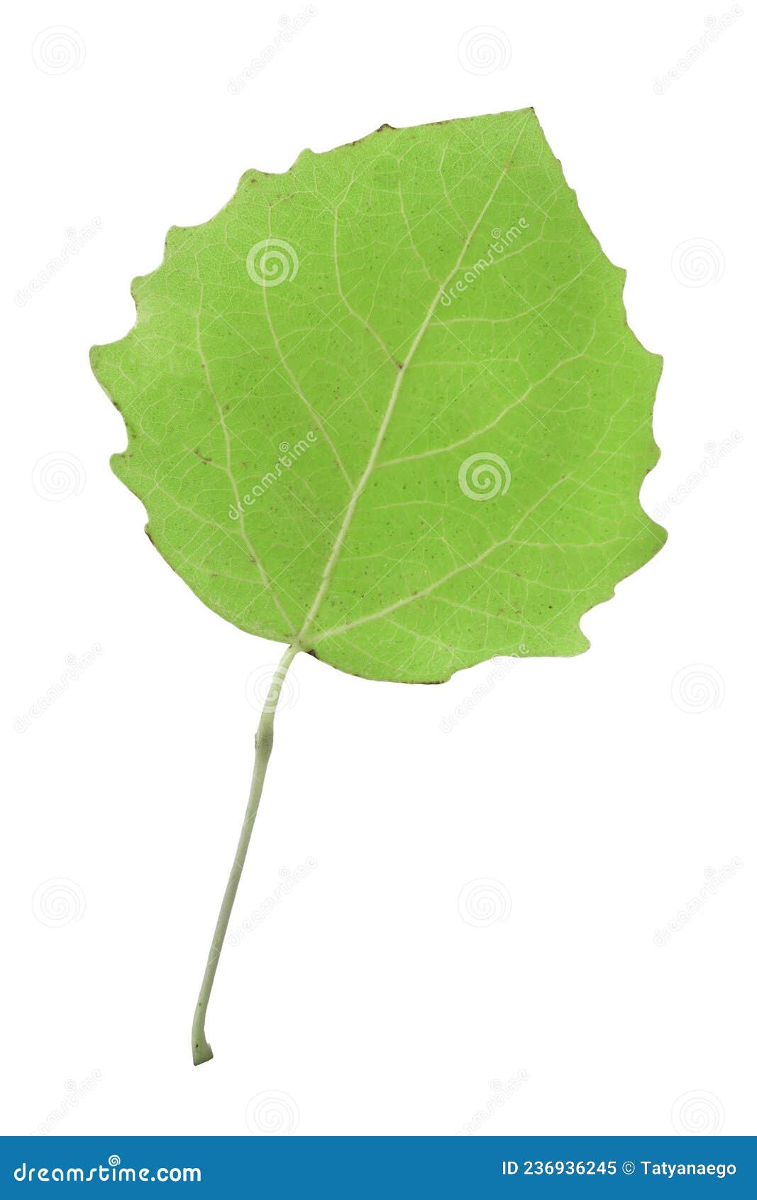 Aspen leaf isolated stock image. Image of white, herbarium - 236936245