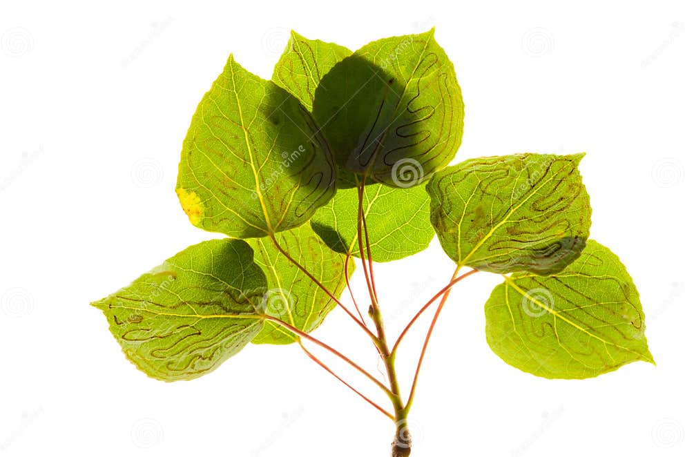 Aspen leaf miner stock photo. Image of serpentine, larval - 16197578