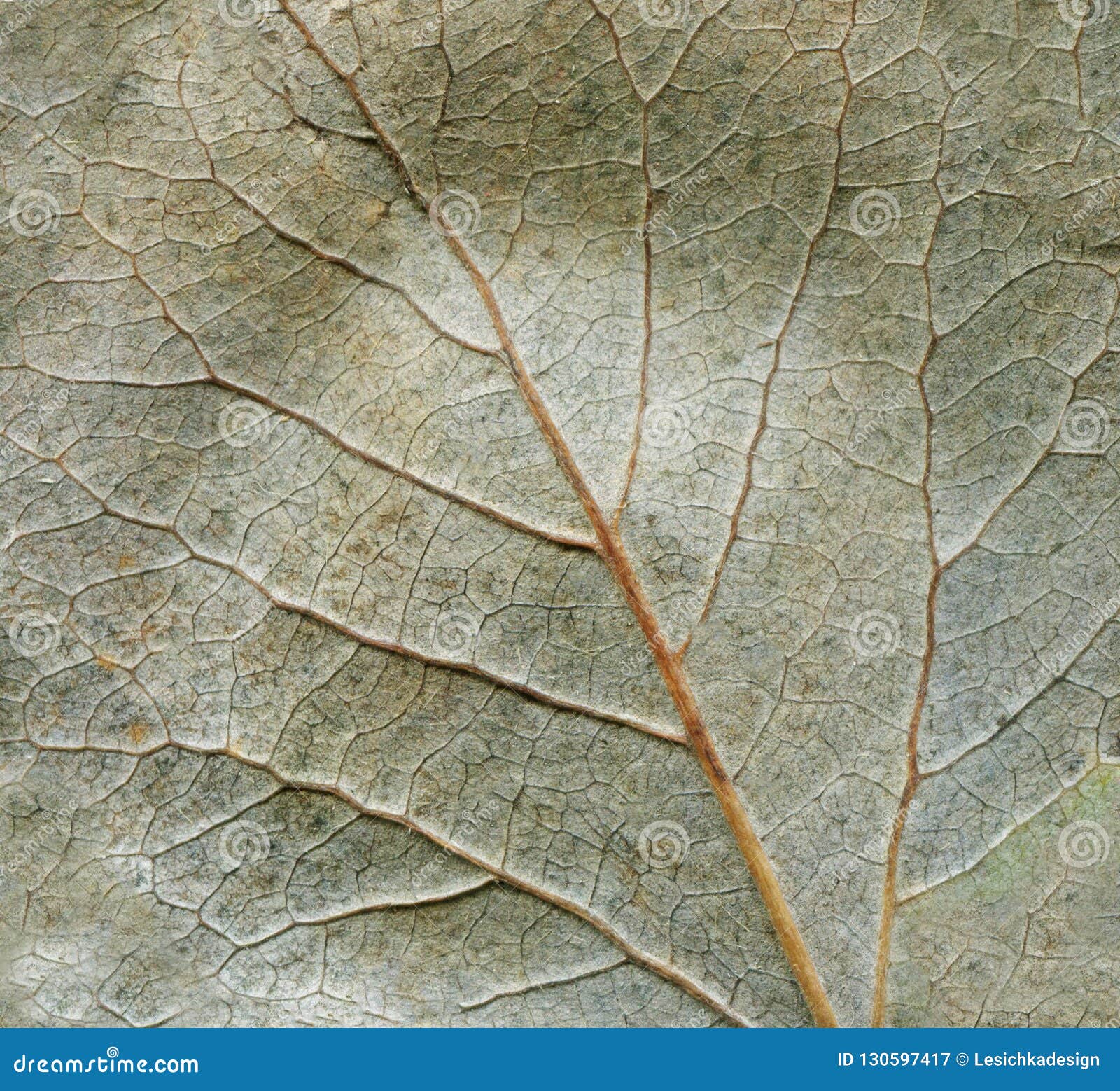Aspen Leave Backside Texture Stock Image - Image of black, nature ...