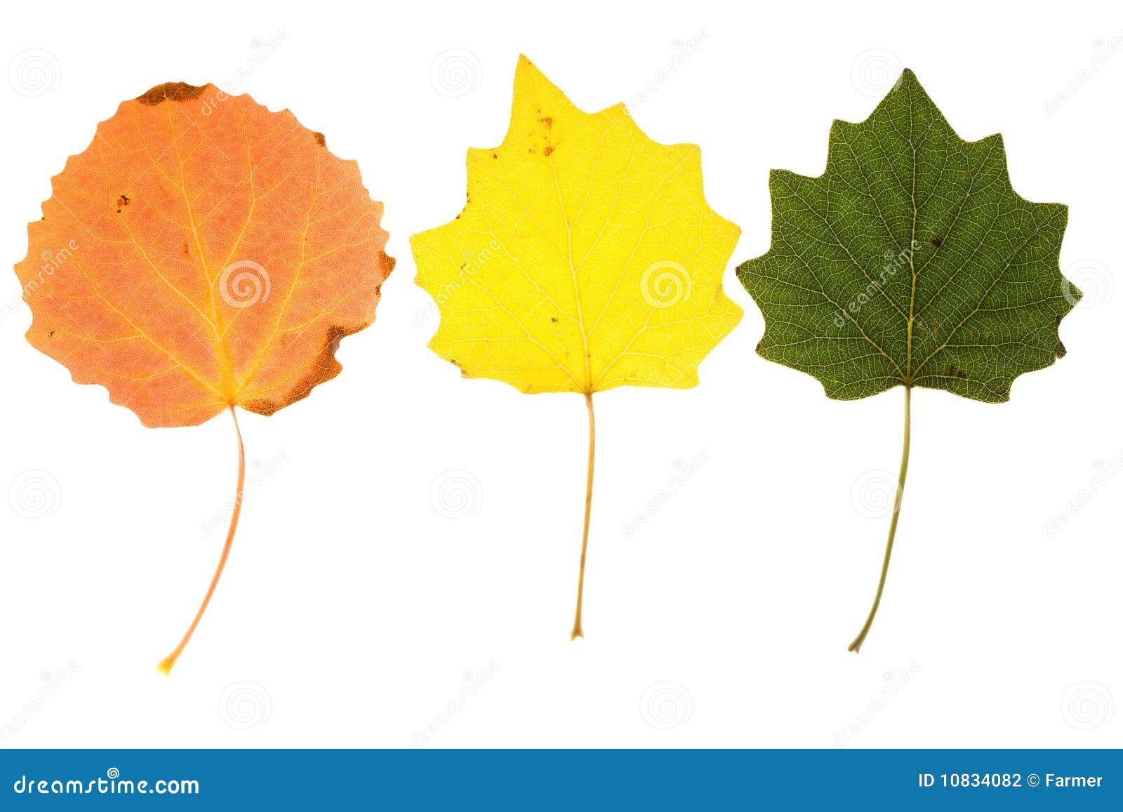 Aspen Leaves Blur Background Texture Stock Photography | CartoonDealer ...
