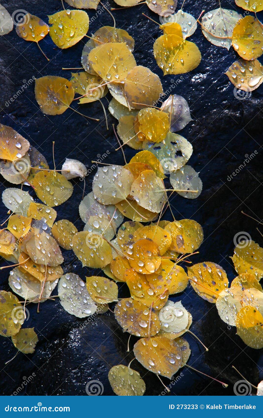 Aspen Leaves Blur Background Texture Stock Photography | CartoonDealer ...