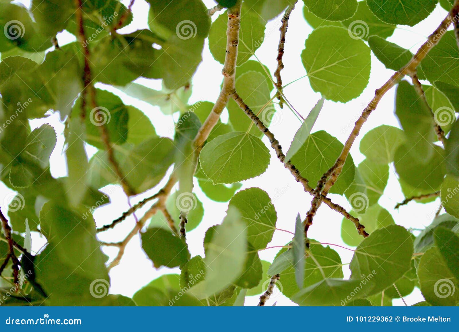 Aspen Leaves Blur Background Texture Stock Photo - Image of green ...