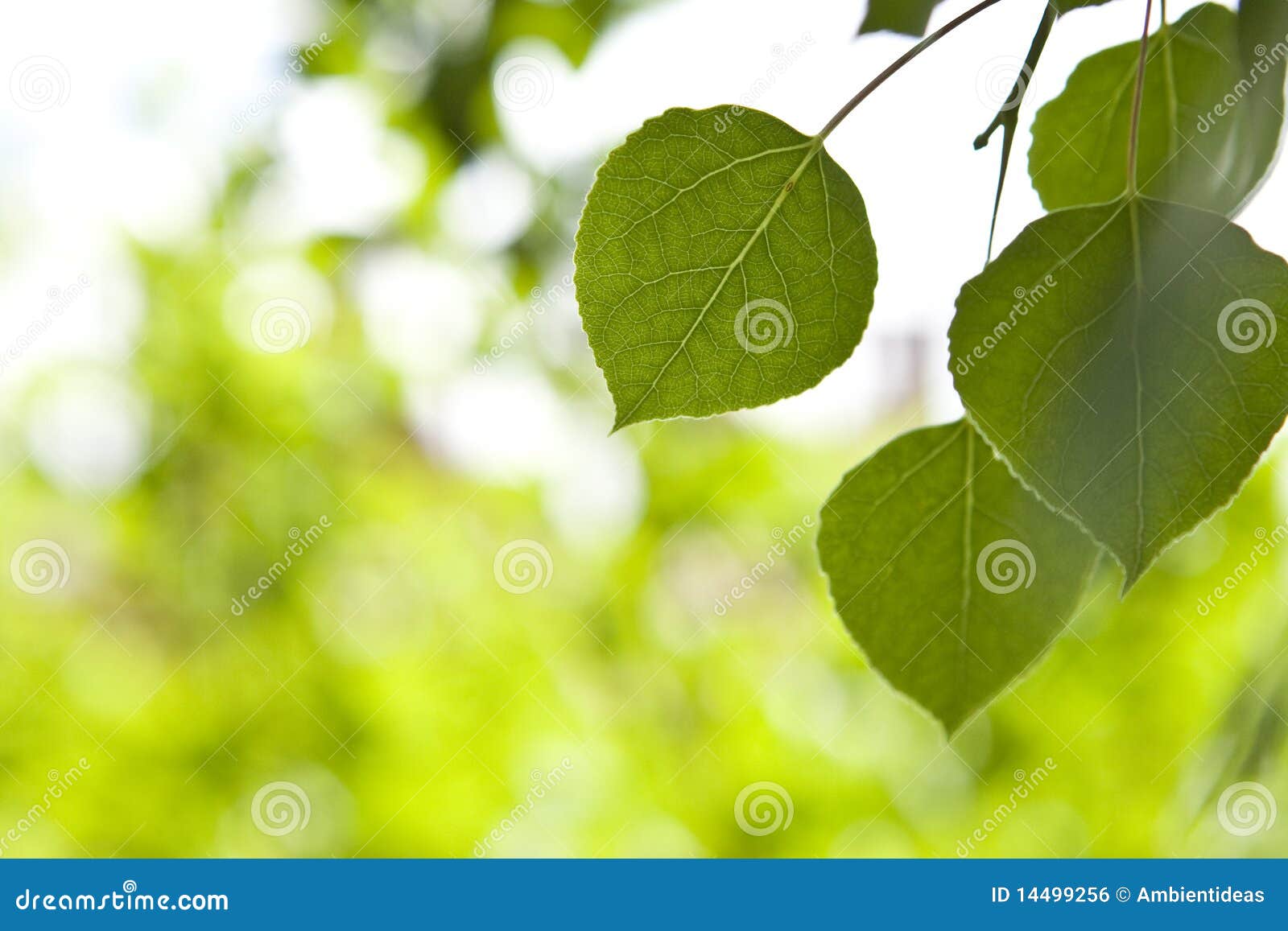 Aspen Leaves with Blurred Background Stock Photo - Image of season ...