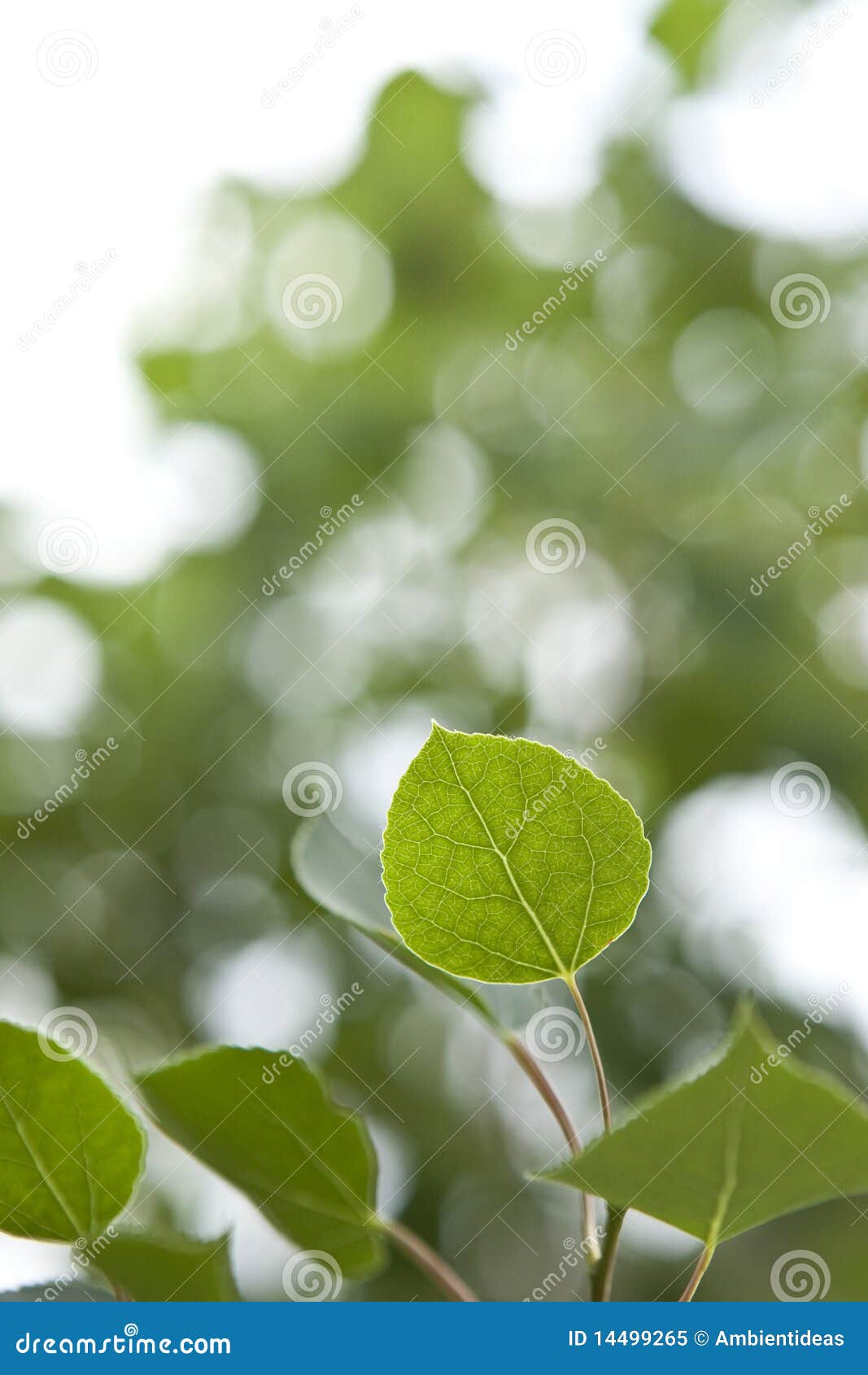 Aspen Leaves with Blurred Background Stock Image - Image of aspen ...