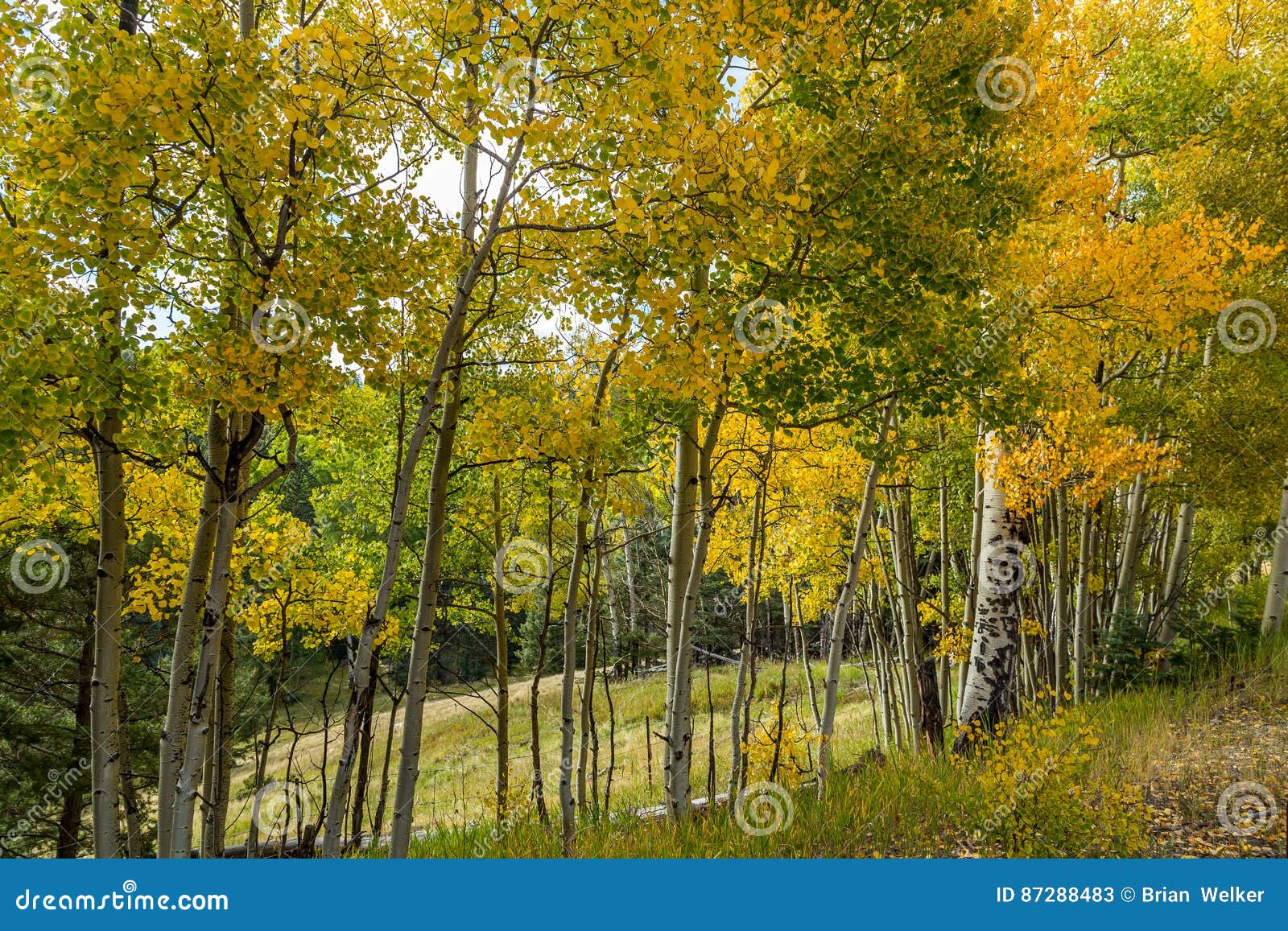 Aspen leaves changing stock image. Image of clouds, autumn - 87288483