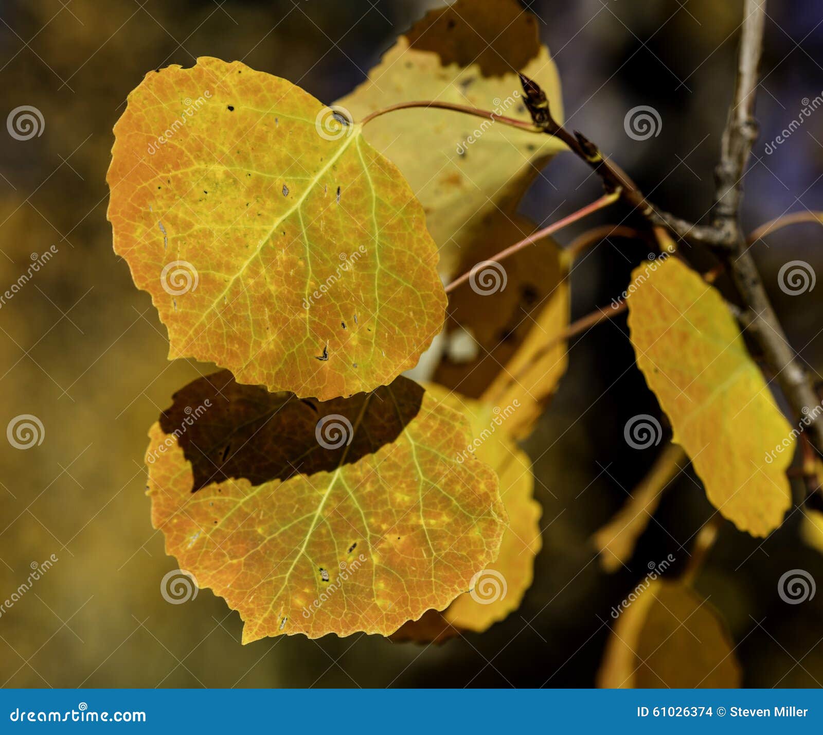 Aspen Leaves stock photo. Image of fall, golden, autumn - 61026374