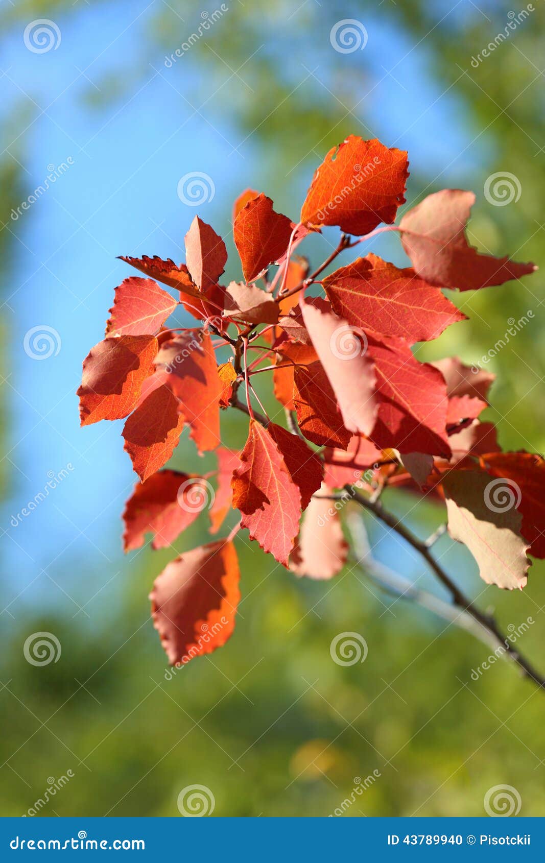 Aspen leaves stock photo. Image of outdoor, populus, plant - 43789940