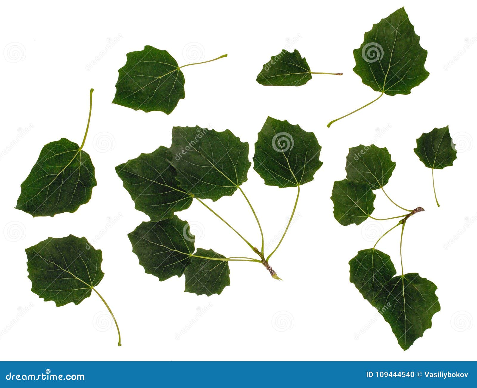 Aspen Leaves, Aspen Grey, a Bunch of Leaves Aspen Leaves on White ...