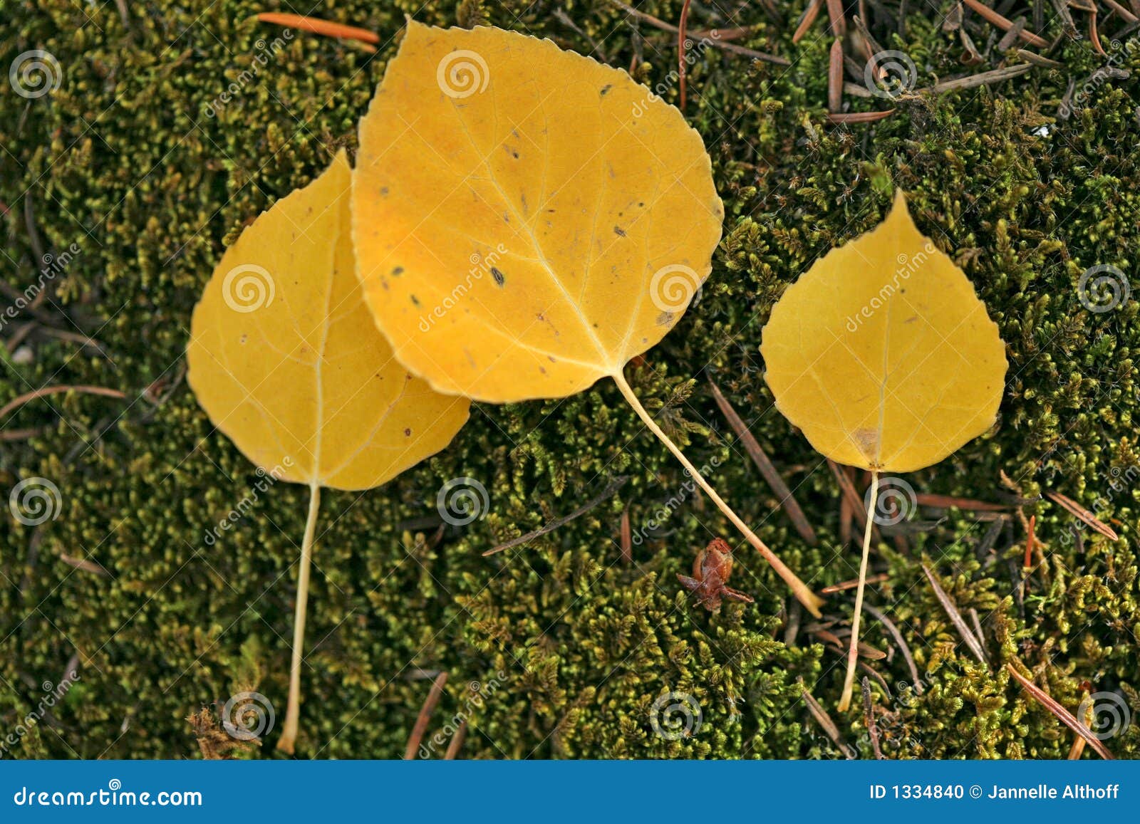 Aspen Leaves Blur Background Texture Stock Photography | CartoonDealer ...