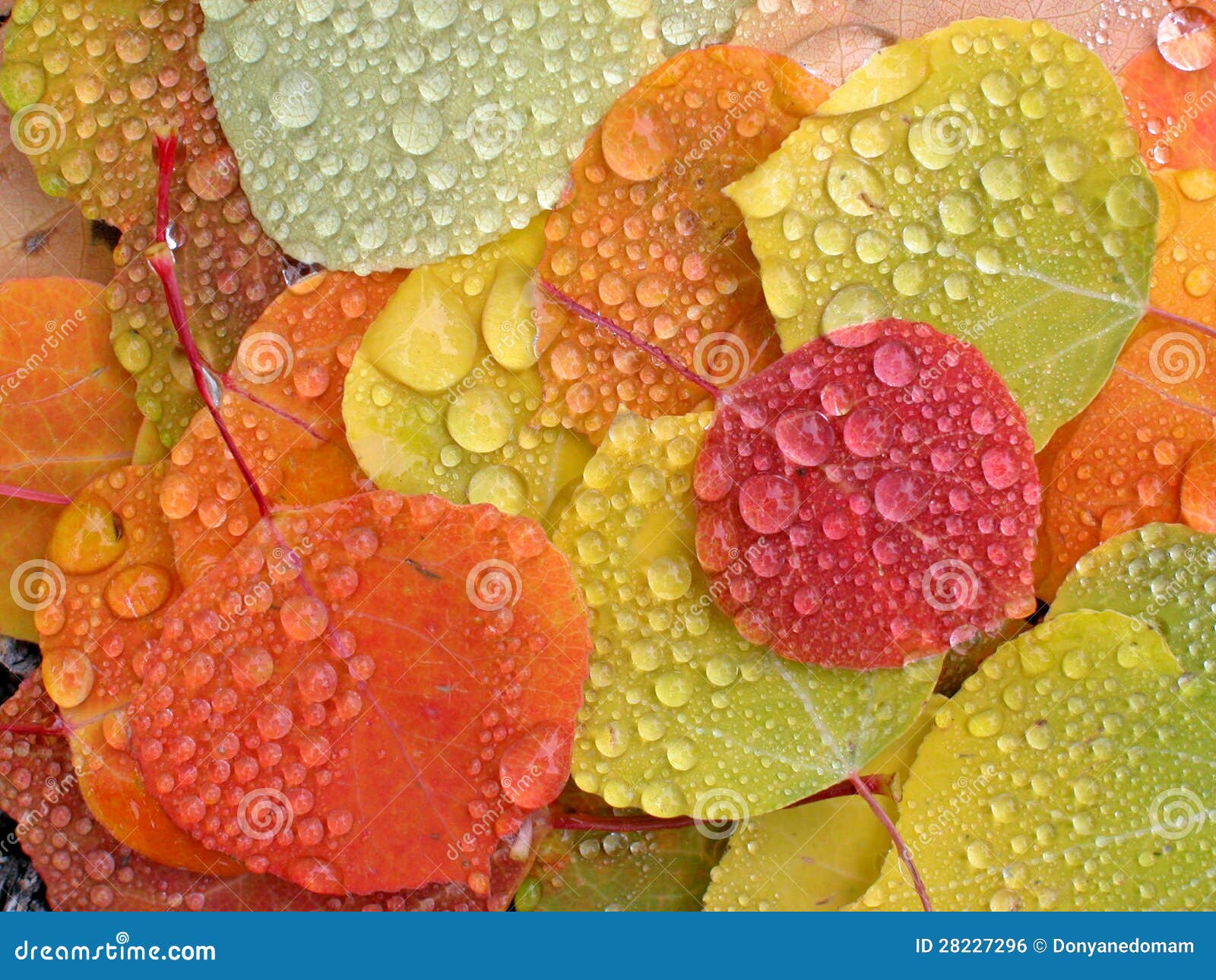 Aspen Leaves Blur Background Texture Stock Photography | CartoonDealer ...