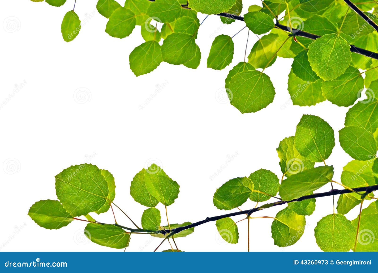 Aspen Leaves on a White Background Stock Image - Image of background ...