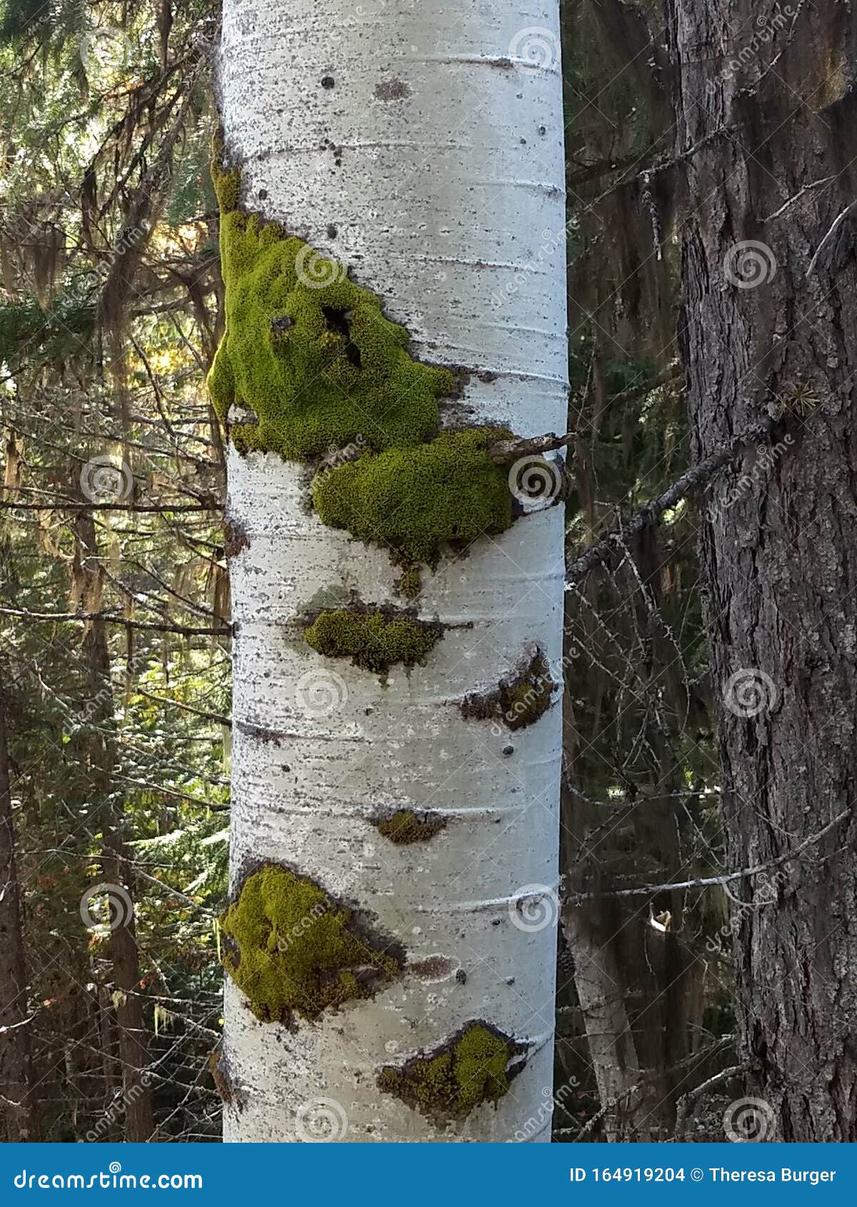 Aspen stock photo. Image of moss, aspen, white, green - 164919204