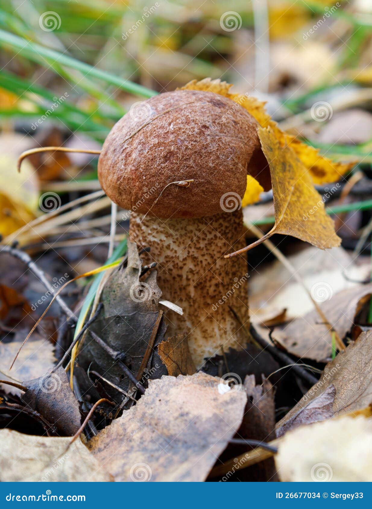 Aspen Mushroom Red (Leccinum Rufum) Stock Photo - Image of search ...
