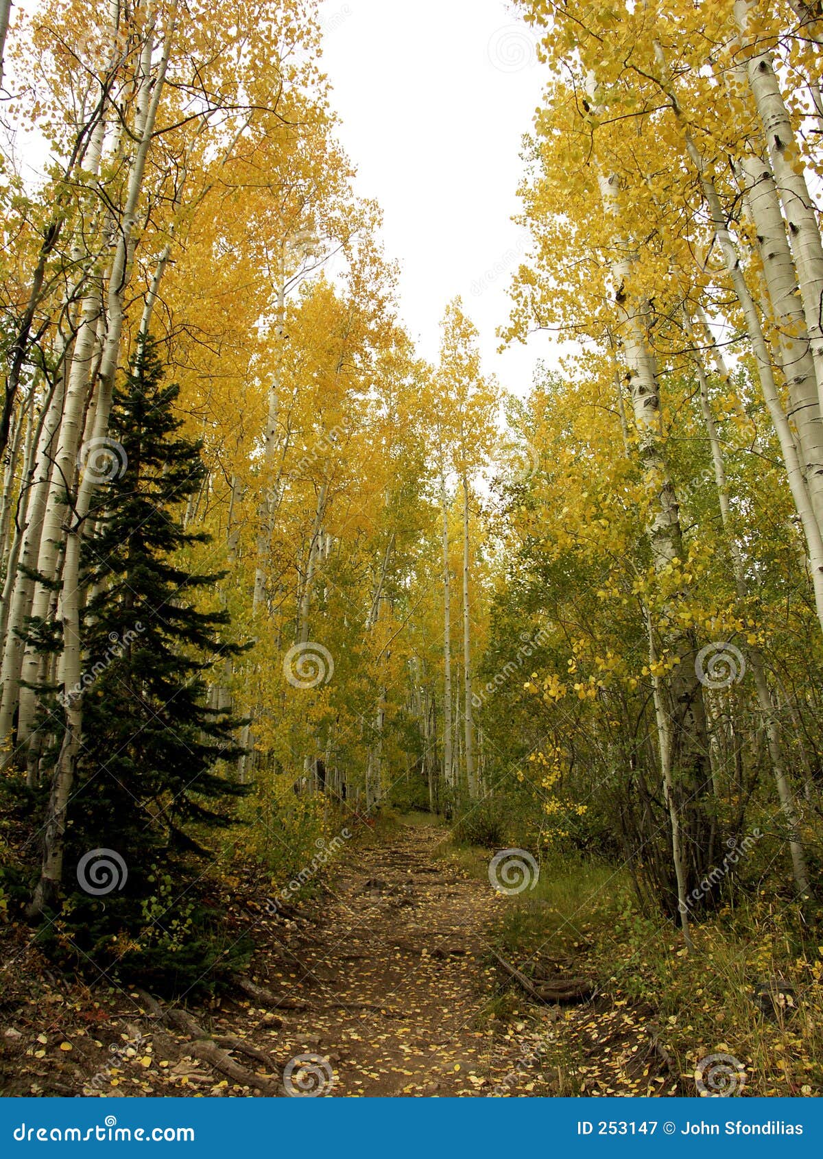 Aspen Path stock image. Image of county, tree, lime, color - 253147