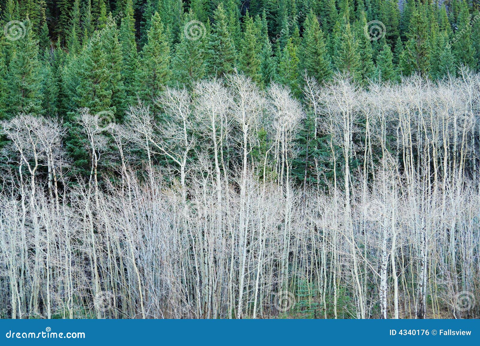 Aspen and pine forest stock photo. Image of forest, aspen - 4340176