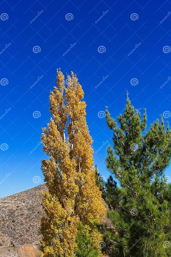 An Aspen, Populus Tremuloides, and Pine Tree in the Fall. Stock Photo ...