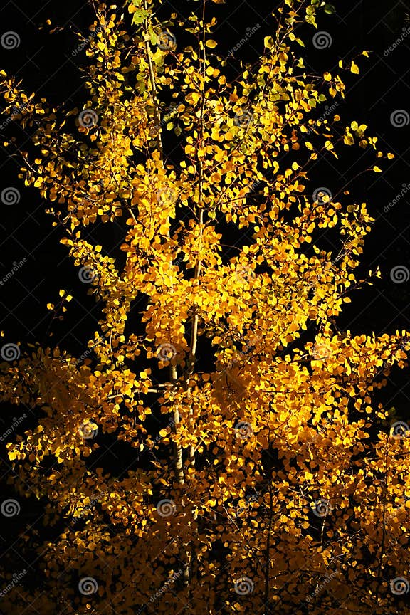 Aspen_sapling stock image. Image of foliage, tree, leaves - 16550435