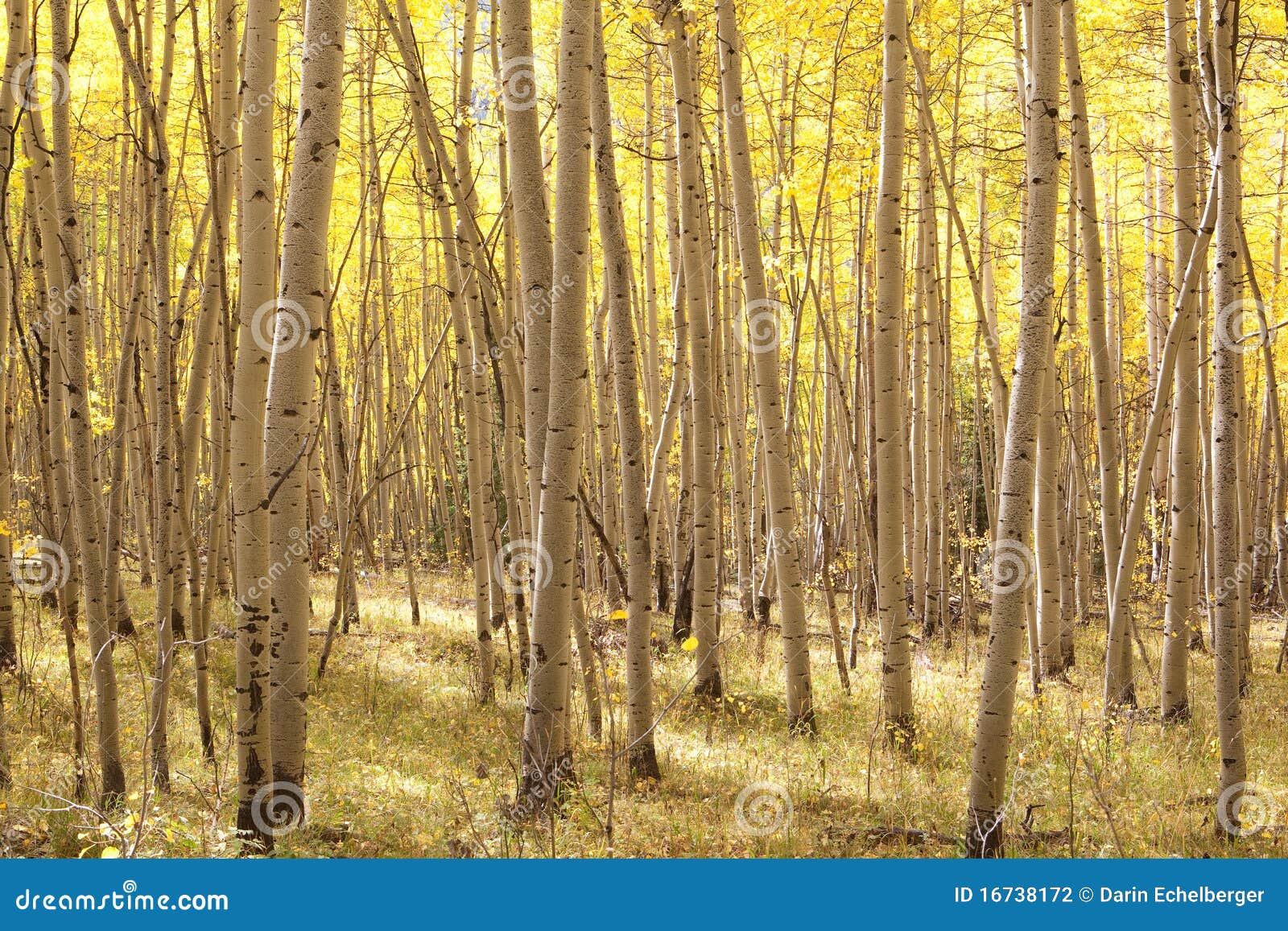 Aspen Stand stock photo. Image of leaves, trunk, bole - 16738172