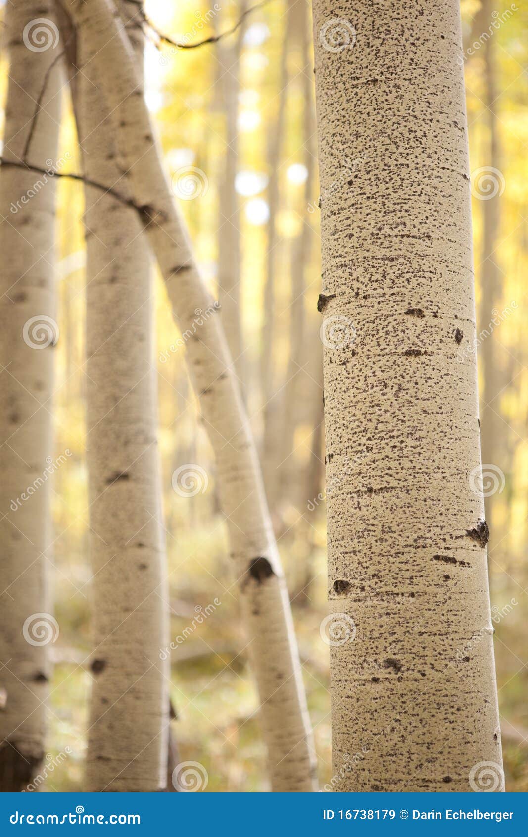 Aspen Stand stock image. Image of colorado, fall, autumn - 16738179
