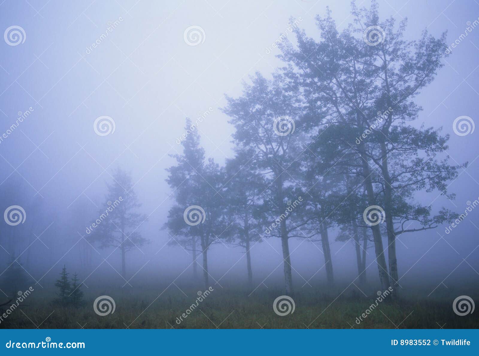 Aspen in Thick Fog stock photo. Image of aspen, nature - 8983552