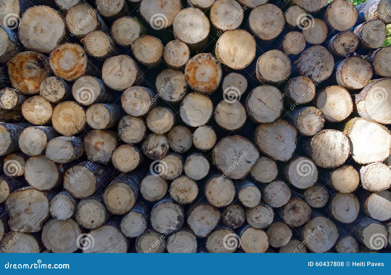 Aspen timber stock photo. Image of industry, nature, timber - 60437808