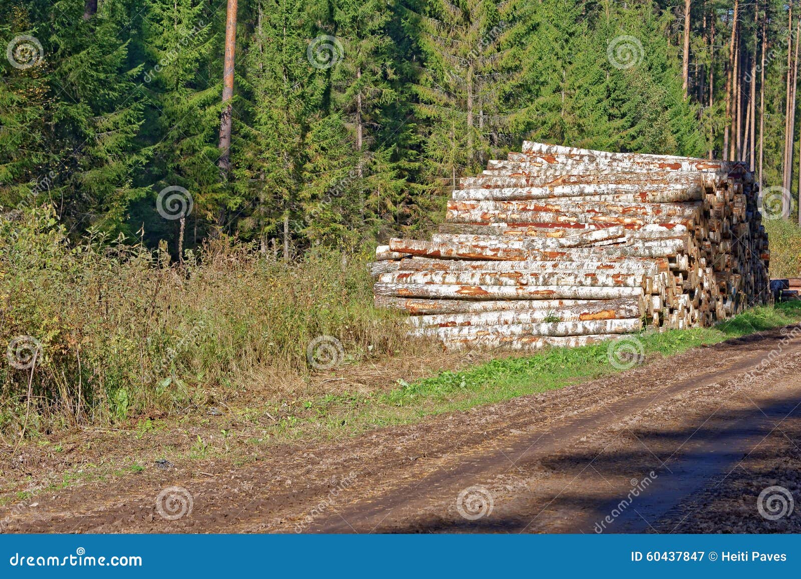 Aspen timber stock image. Image of wooden, stack, forestry - 60437847