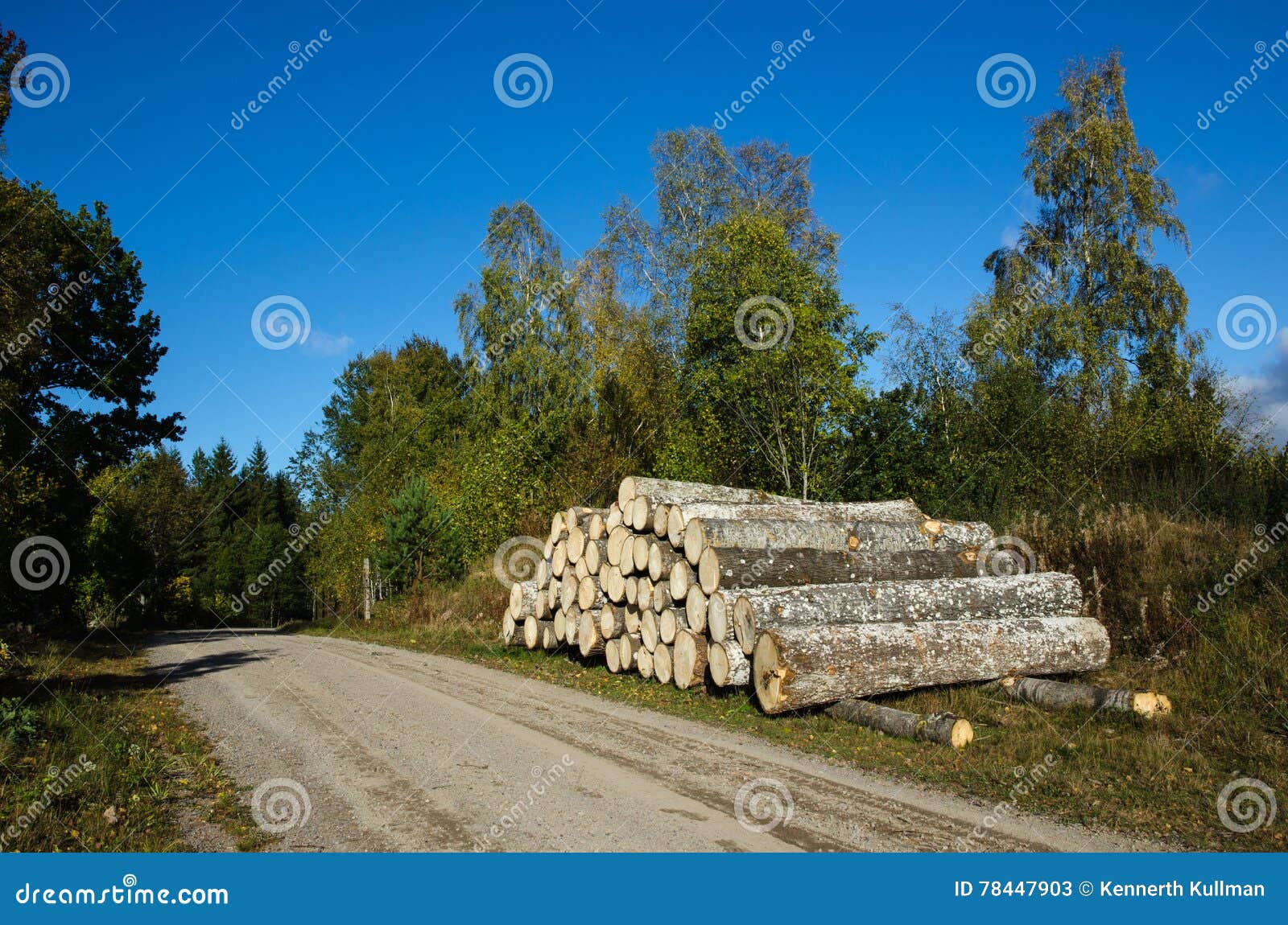 Aspen Timber Stack by Roadside Stock Image - Image of material, tree ...