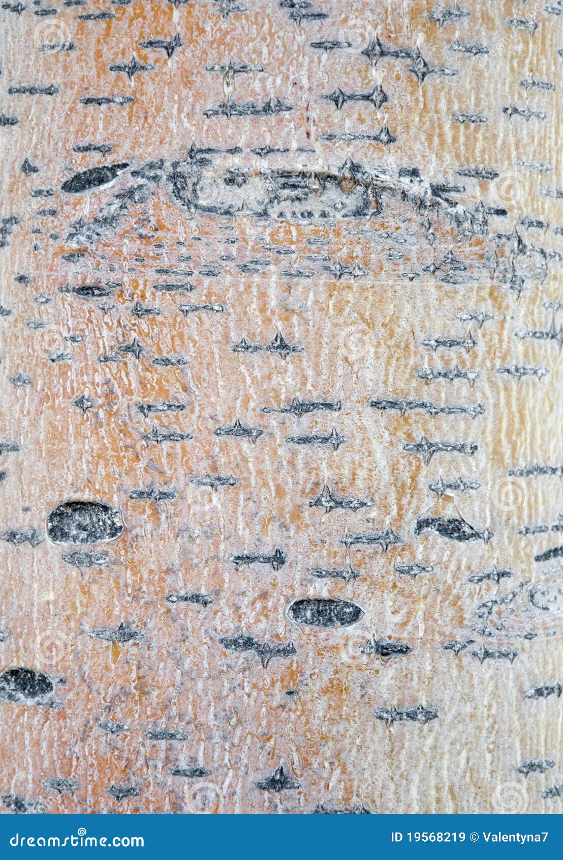 Asp Bark Photos - Free & Royalty-Free Stock Photos from Dreamstime