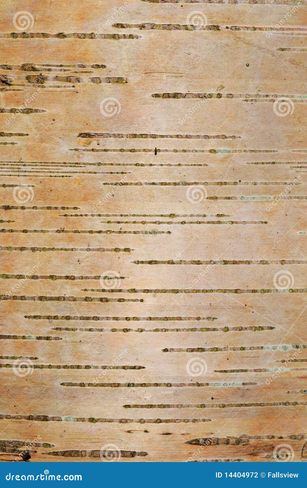 Aspen tree bark stock photo. Image of surface, texture - 14404972