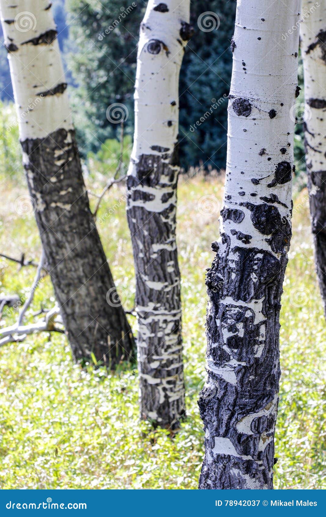 Aspen tree bark stock image. Image of pretty, mountains - 78942037