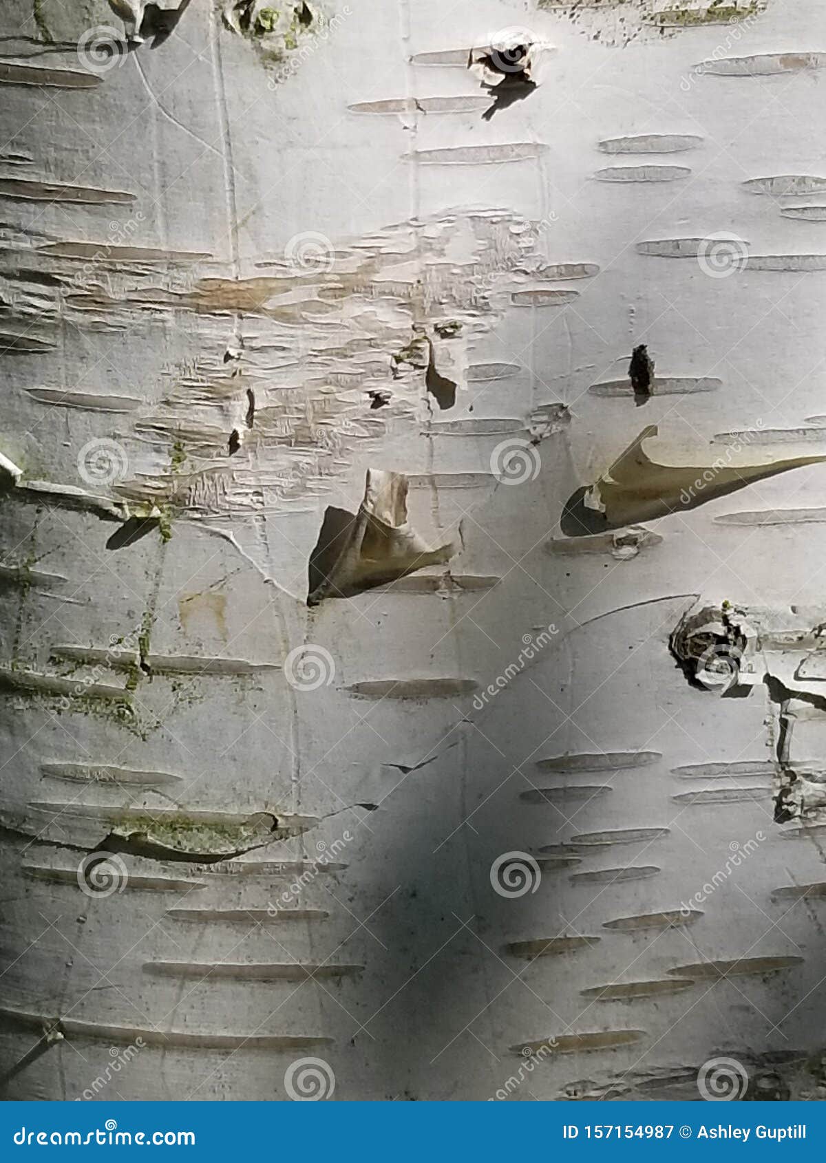 Aspen tree bark stock image. Image of aspen, bark, tree - 157154987