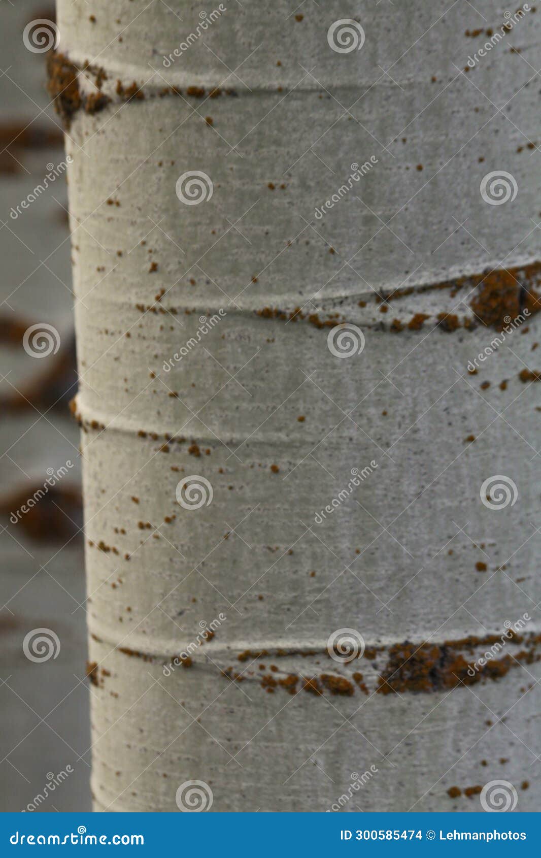 Aspen Tree Bark Pattern Background Stock Photo - Image of leaves, green ...