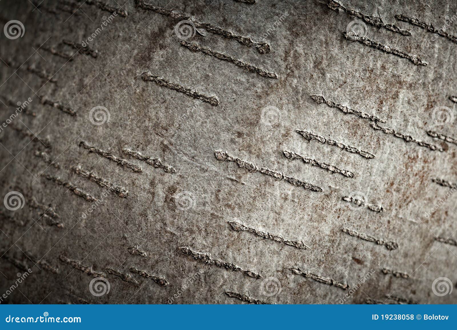 Aspen tree bark texture. stock photo. Image of gray, nature - 19238058